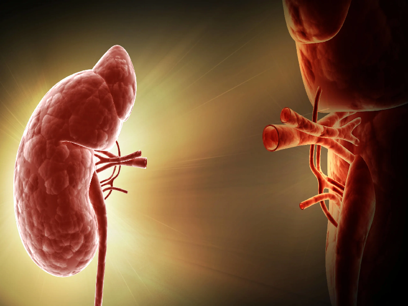 Trapianto di rene e supporto psicologico: come supportare la ...